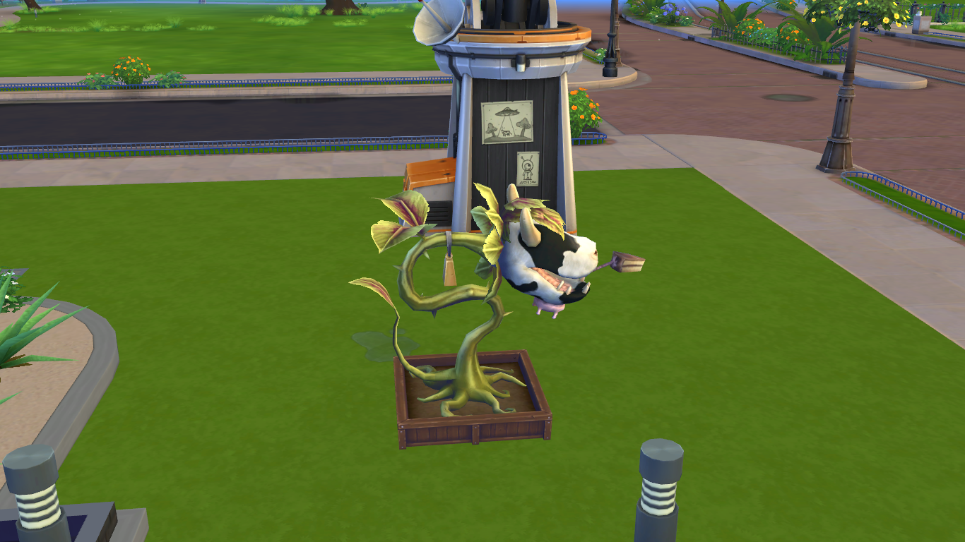 Simowska Blog: Krowokwiat