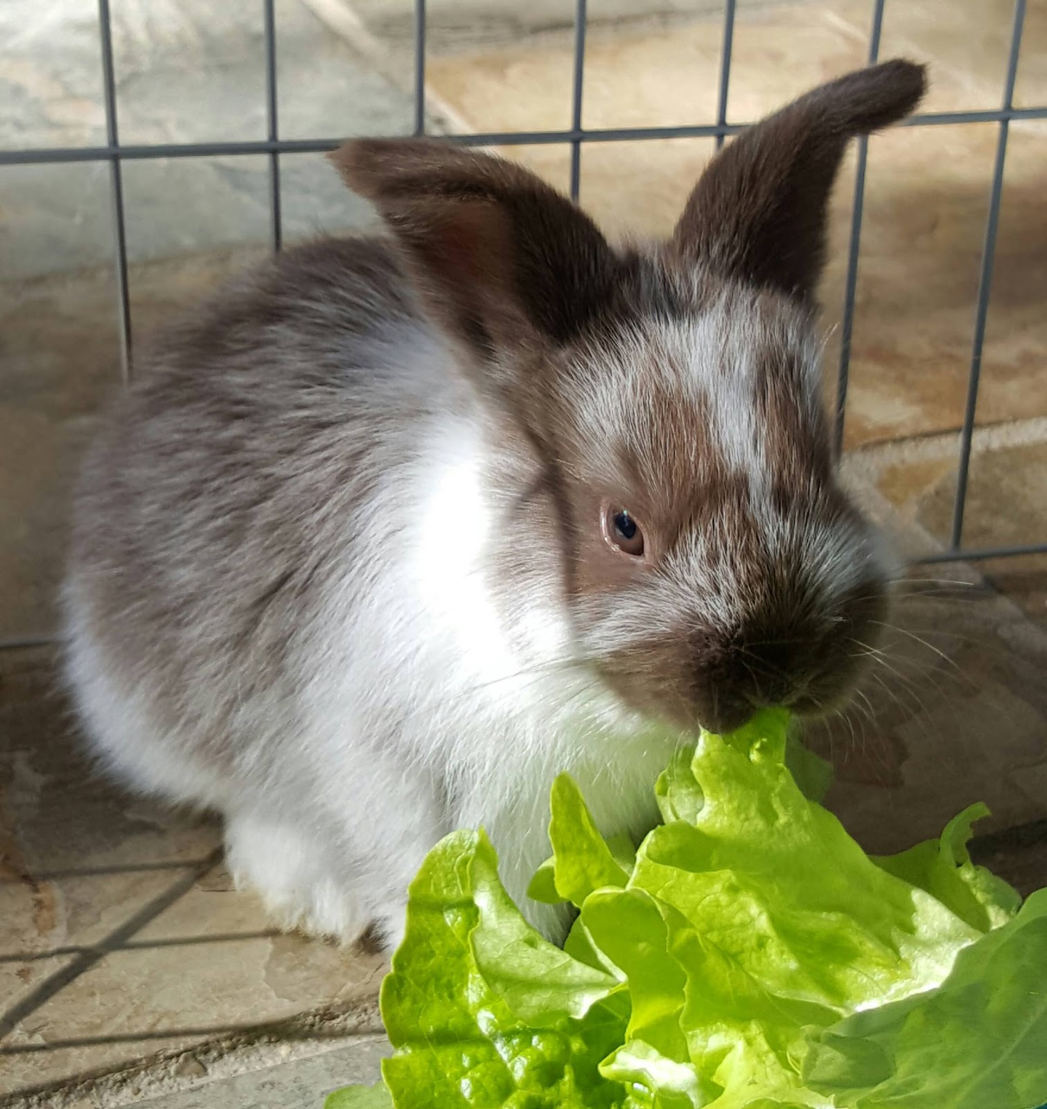 Rabbit Rescue Sanctuary: BABY RABBITS FOR ADOPTION IN TWEED HEADS ...