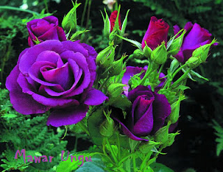 Bunga Mawar Ungu - Purple Rose Photos - Alam Mentari