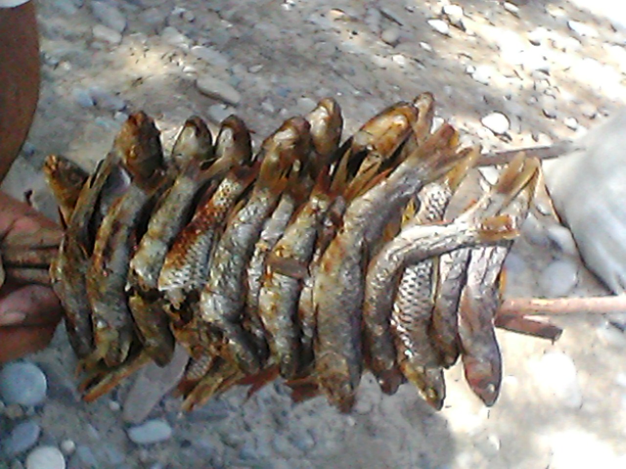 World Zone: Very Tasty Fish from Balochistan Pakistan
