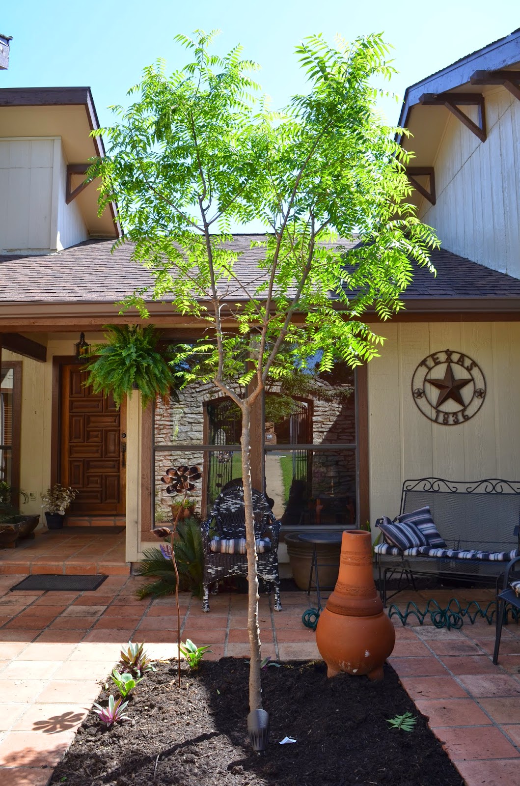 Rebecca's Texas Garden: New Courtyard Tree - Chinese Pistache