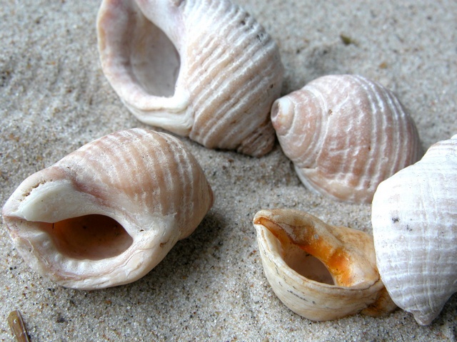 designspirit: Fargeskolen; Fiolett