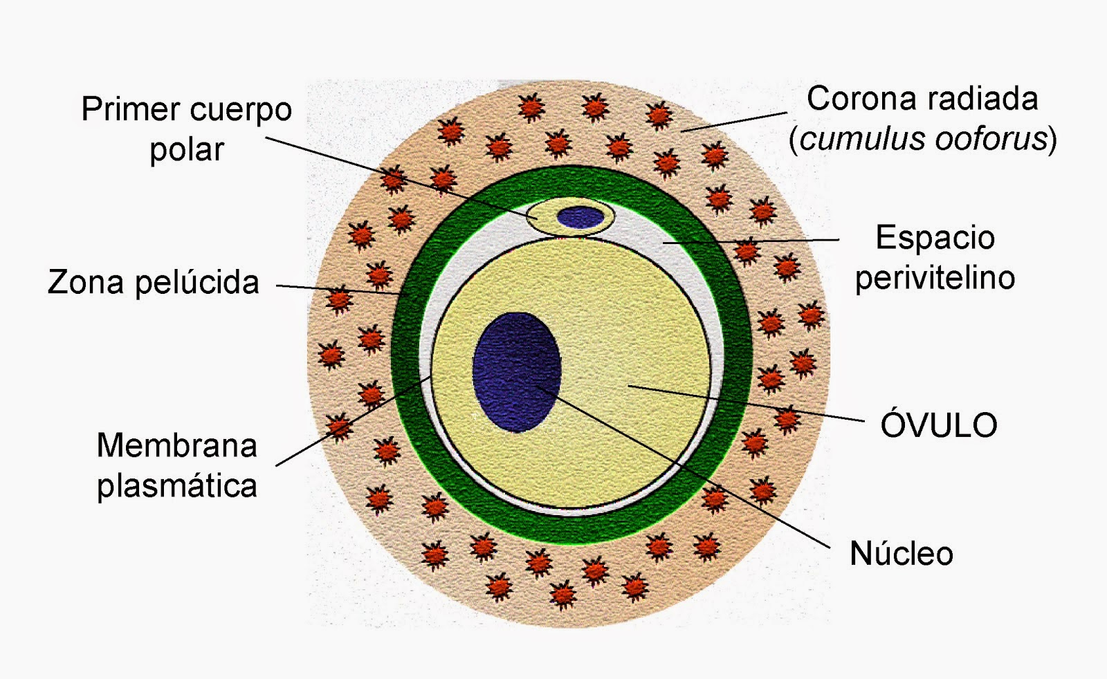 tipos de celula de nuestro cuerpo: tipos de celula de nuestro cuerpo