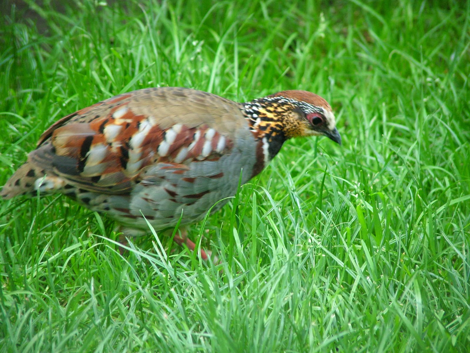 Hill Partridge ~ Birds World