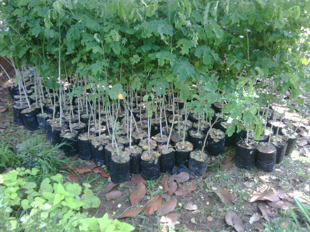 Macam-macam pohon pelindung | jual aneka pohon pelindung untuk peneduh ...