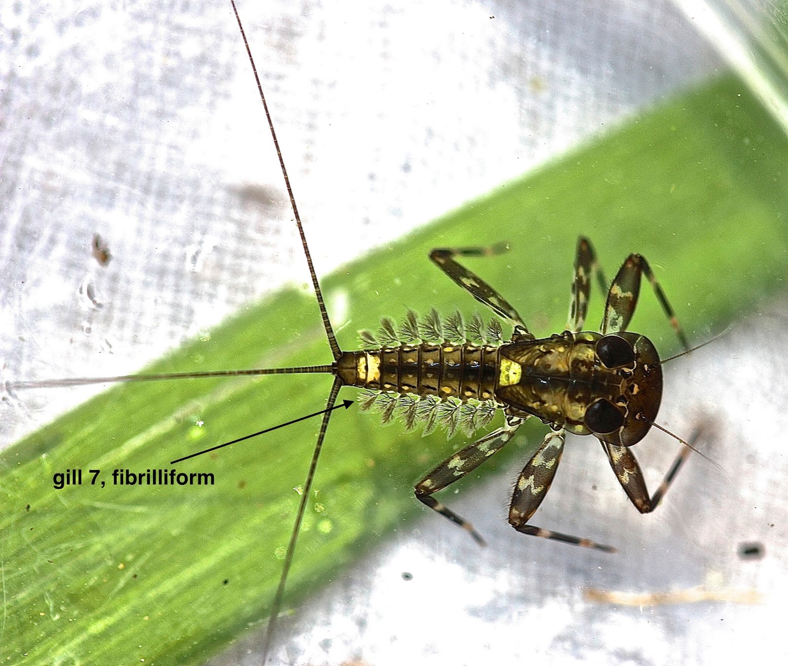 Aquatic Insects of Central Virginia: A "Cheat Sheet" for the flatheaded ...