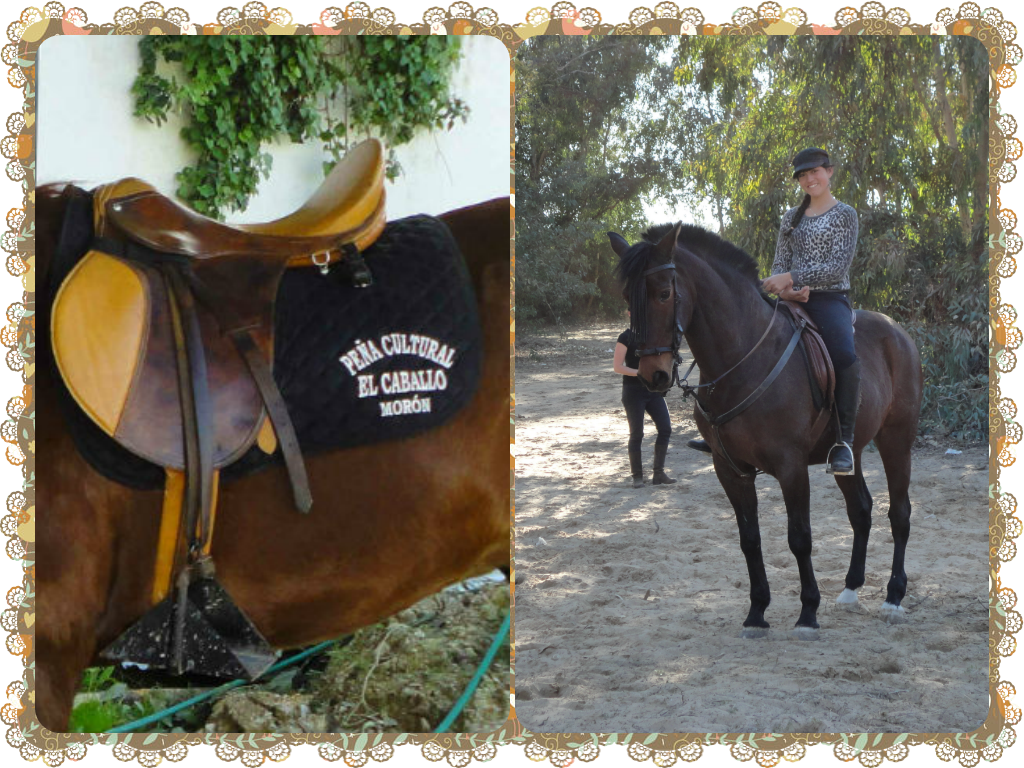 Todo sobre los caballos : Montura inglesa