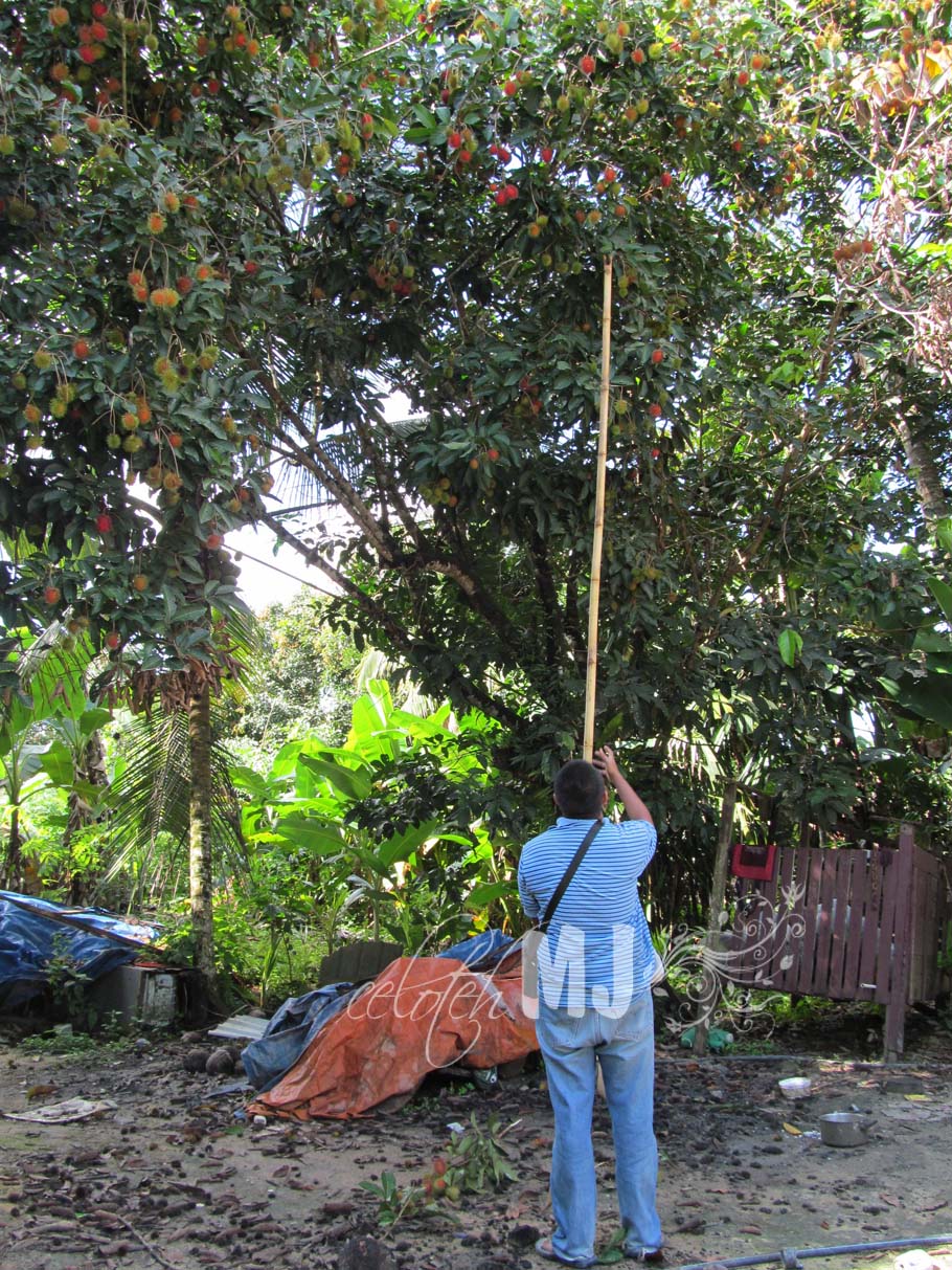 Musim Buah di Kampung | CeLoteh MJ