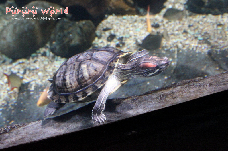 A Day at SeaWorld Indonesia | Milk Mochi