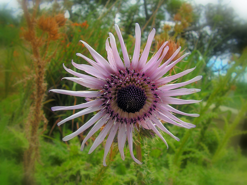 Plant of the Day: Plant of the day is: Berkheya purpurea or ...