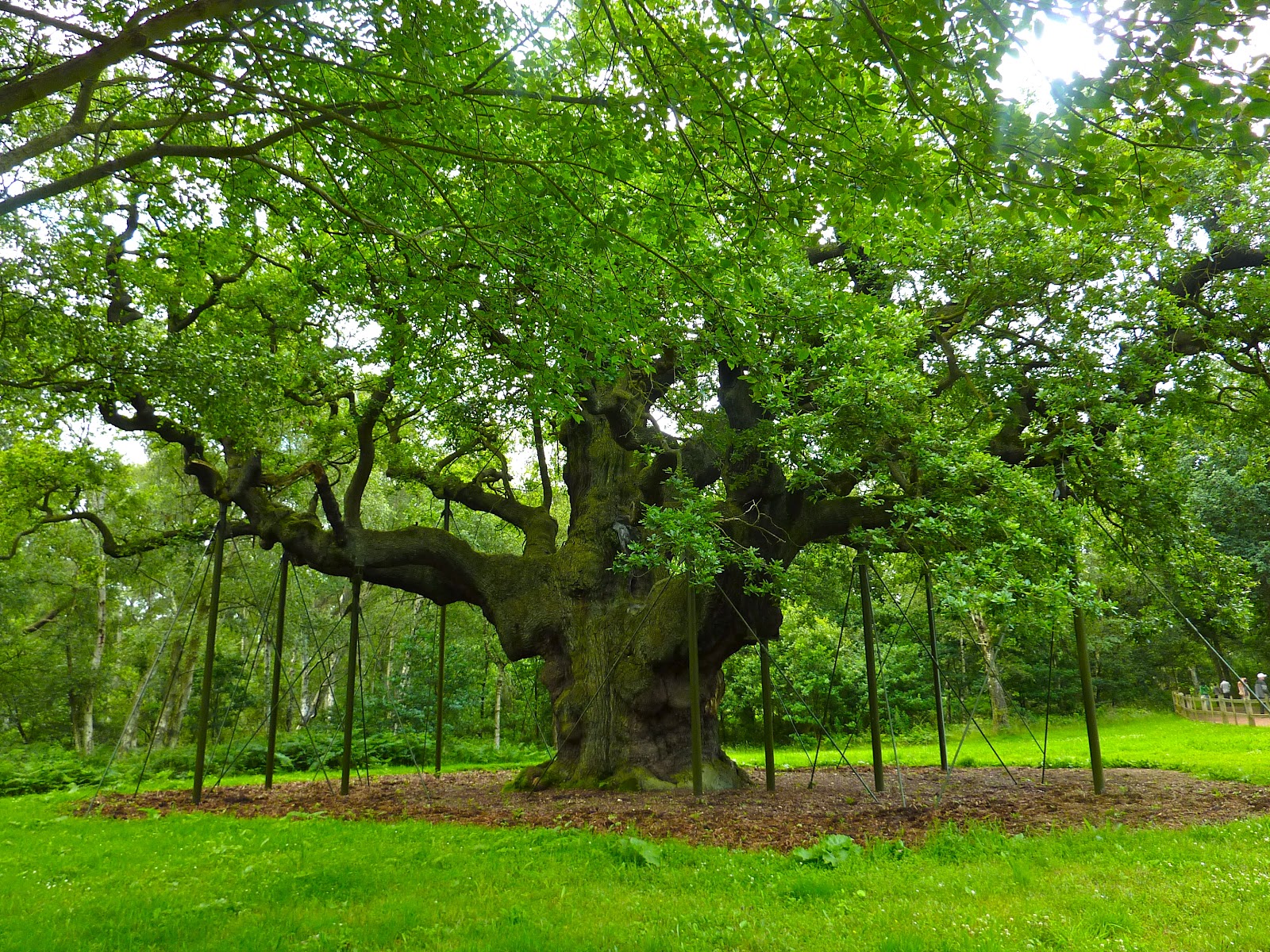 Scottish Girl in Zurich: Sherwood Forest!