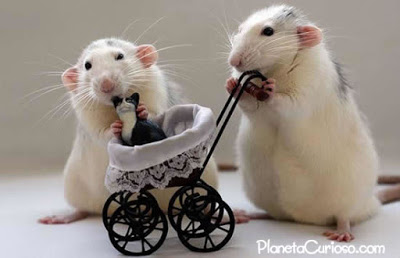 Taller de audiovisuales, CEIP BRV: Las ratitas