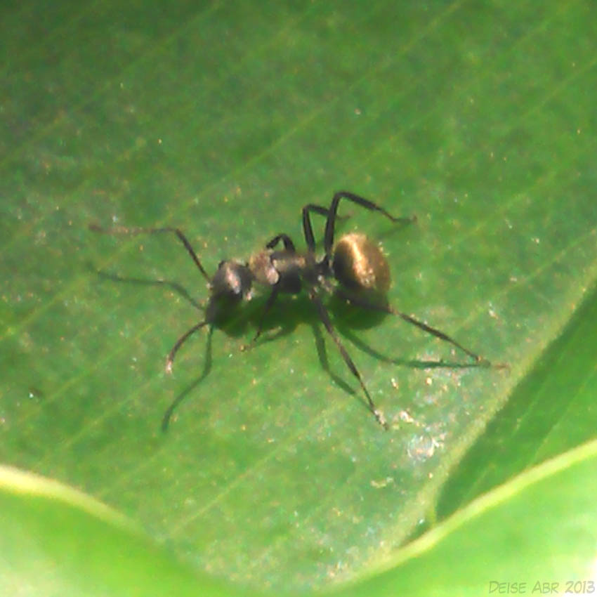 Formiga : Formiga Louca: Características, Nome Científico, Fotos e ...