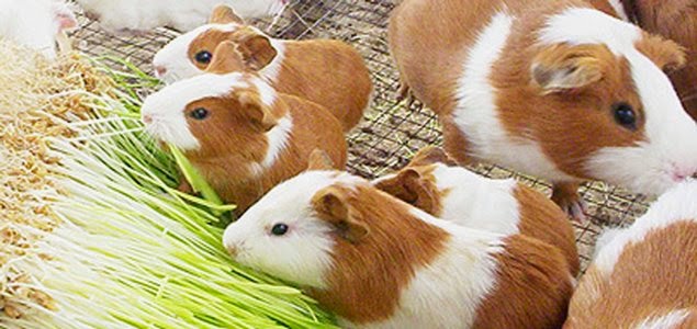 Granja Cobaya Perú, venta de cuyes, venta de cuyes mejorados, Cuyes ...