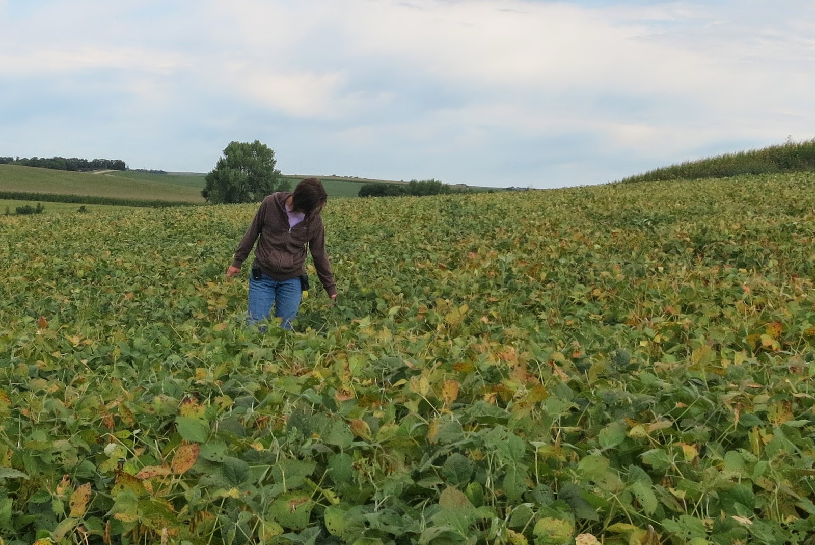Dust In My Coffee: Walking Beans