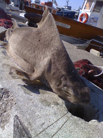 Artes de Pesca: VAMOS A PESCAR CERDO MARINO