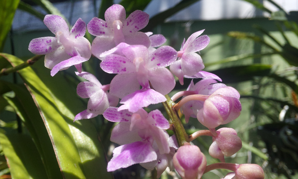 Grow and care Aerides rosea orchid - The Rose Colored Aerides ...