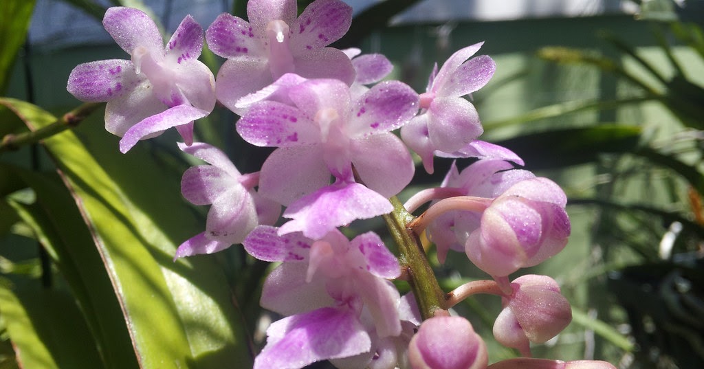 Grow and care Aerides rosea orchid - The Rose Colored Aerides ...
