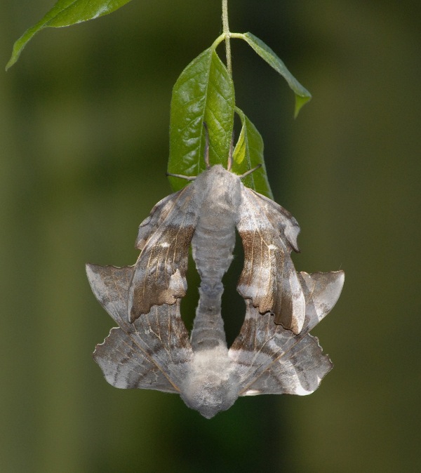 Gower Wildlife: Poplar Hawk Moths