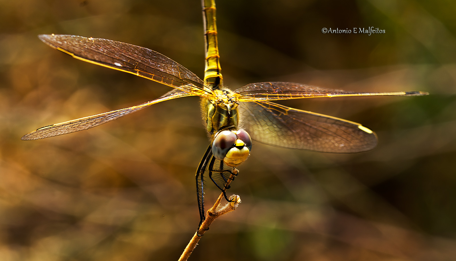 Desde Valdearenales: Libelula