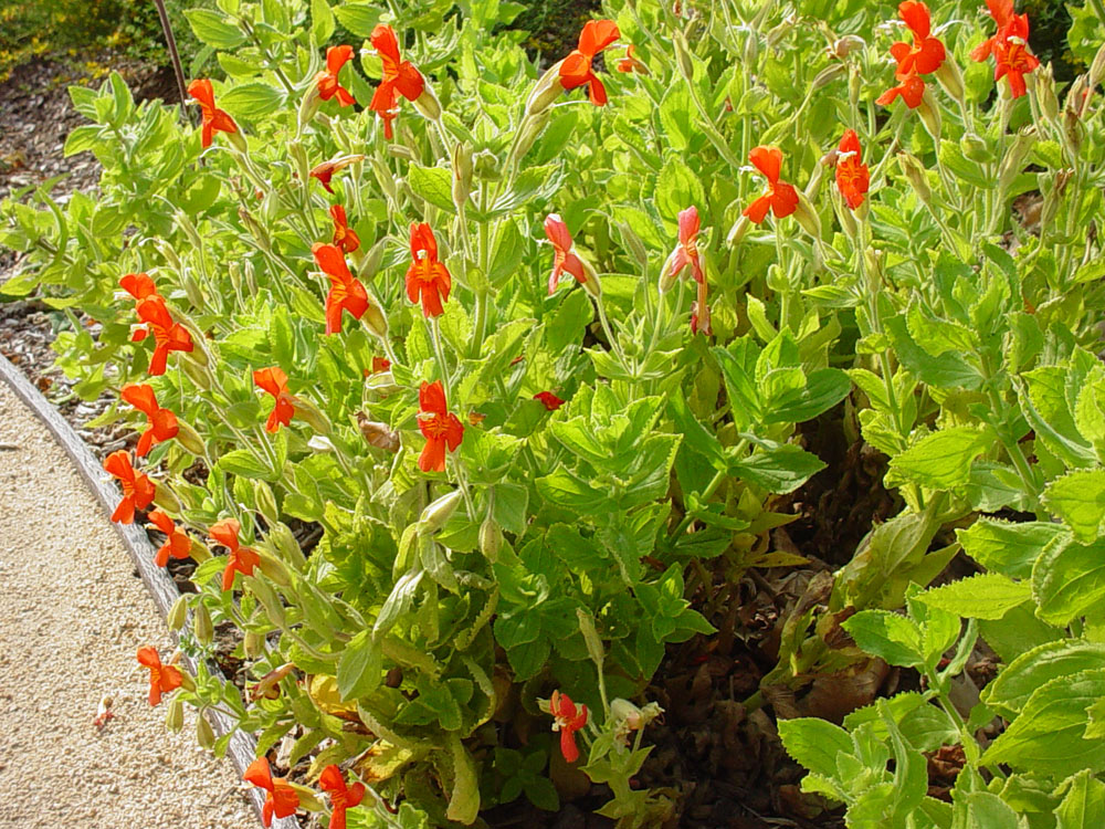 Mother Nature's Backyard - A Water-wise Garden: Plant of the Month (October) : Scarlet ...