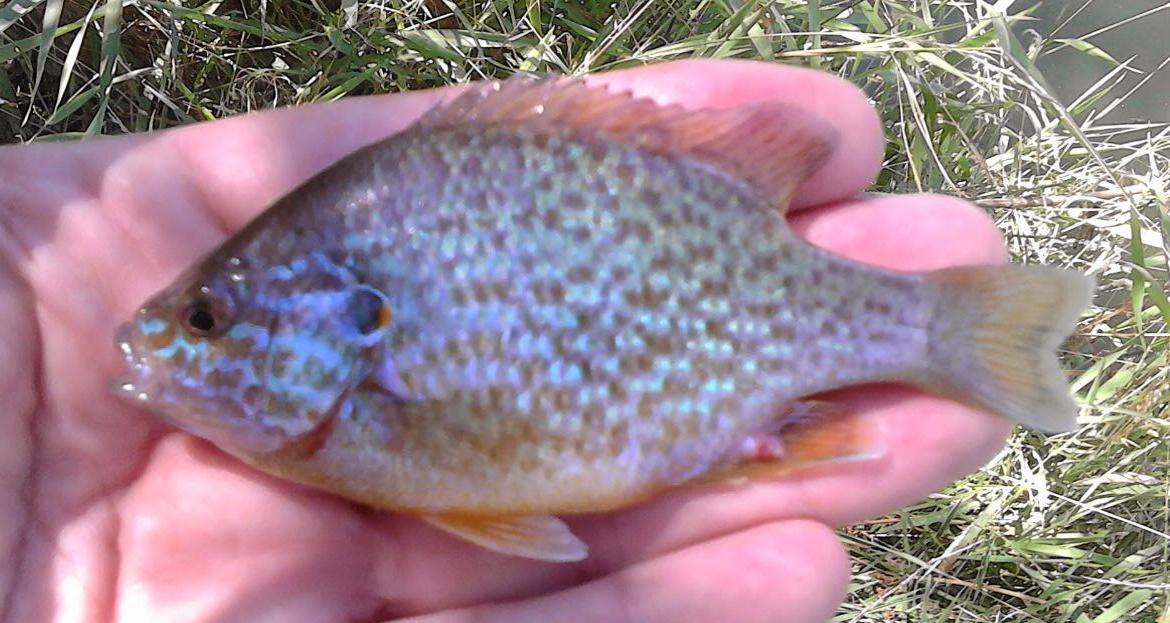 Los Tres Pescadores: Pez sol, Perca sol