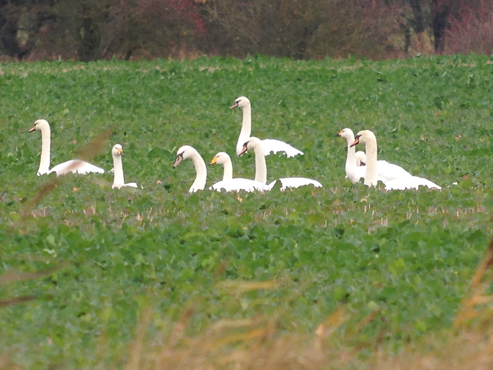 notbirding: Wild Swans