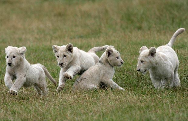 Beyaz Aslan Resimleri - Resimleri (İmages, Photos) Blog..
