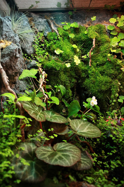 Terrarium Designer: Terrario fuente natural 45x45x60 cm