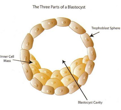 Type Of Blastocyst Cell | The Three Parts of Blastocyst Cell |Genetic ...