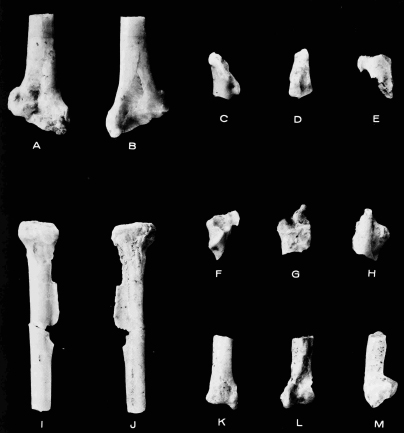 Theropoda: Giù le mani da Alexornis!