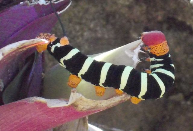 Zappa Bad Songs! (Ending Earworms) | Galley Wench Tales