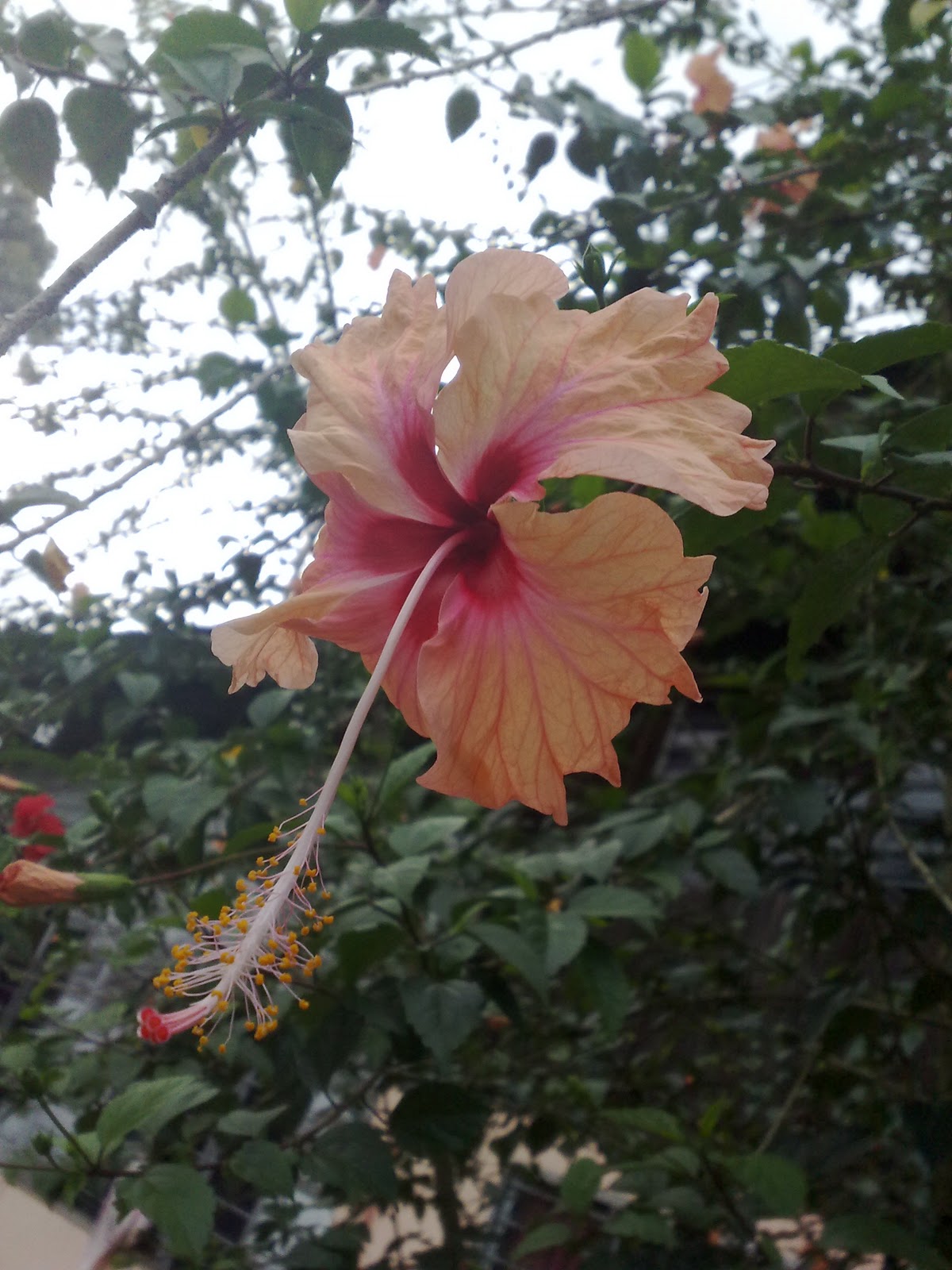 SELAMAT DATANG: Bunga Raya - Bunga Kebangsaan