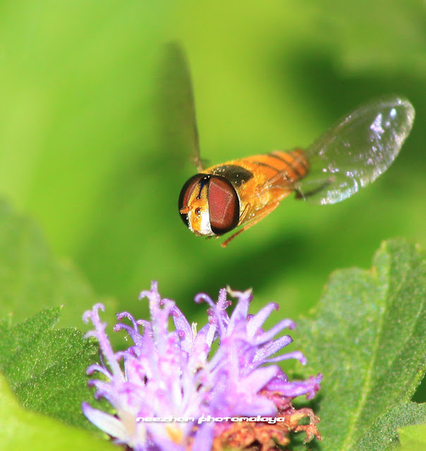 My shots of flying insects ~ Neezhom