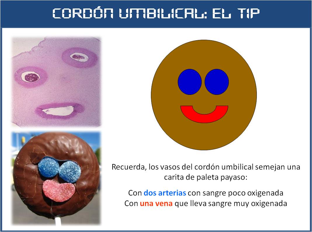 SOS EMBRIOLOGIA HUMANA: Cordón umbilical: Vasos