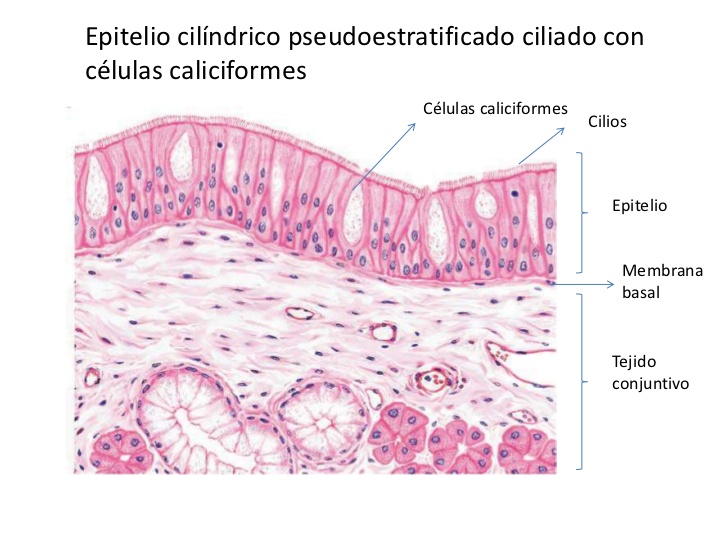 Diapositiva De Epitelio Escamoso Simple