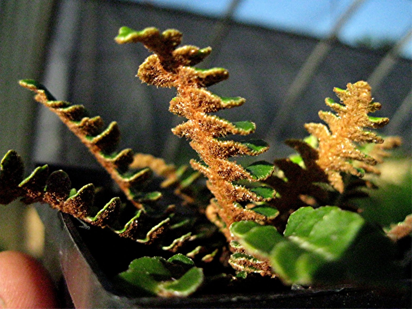 1003 Gardens: Asplenium ceterach, Rustyback Fern