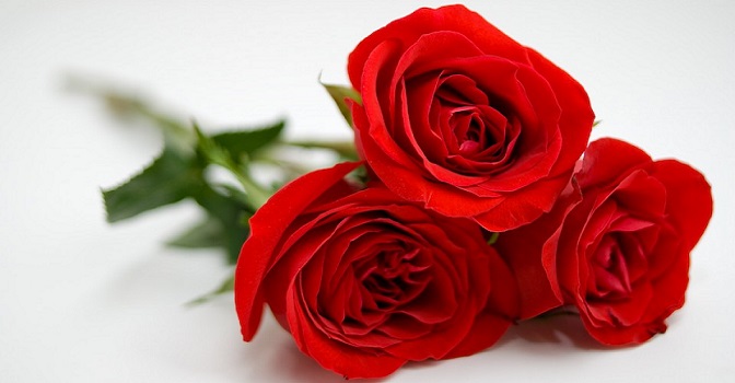 Fantastis 11+ Gambar Bunga Dan Tangkai - Gambar Bunga Indah