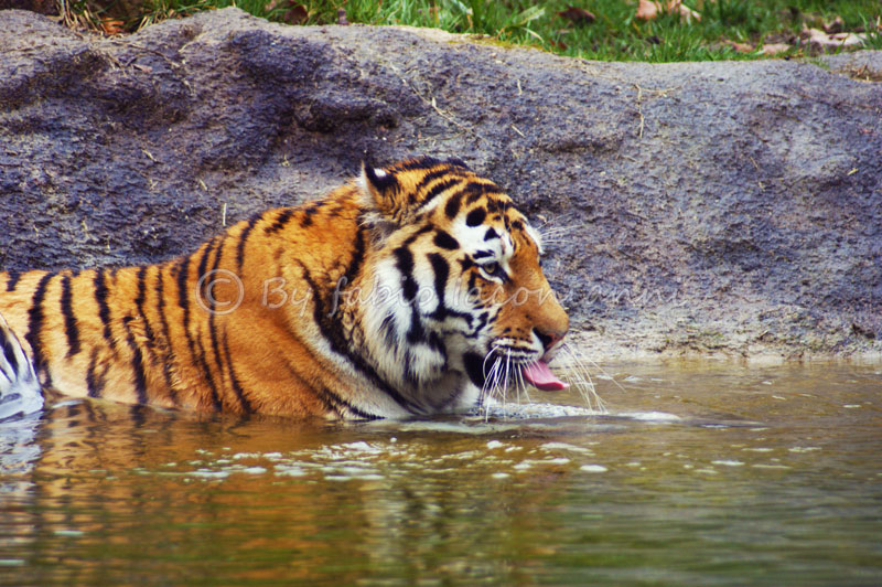 Green Photo Web Agency: Deadly poison threat to tigers