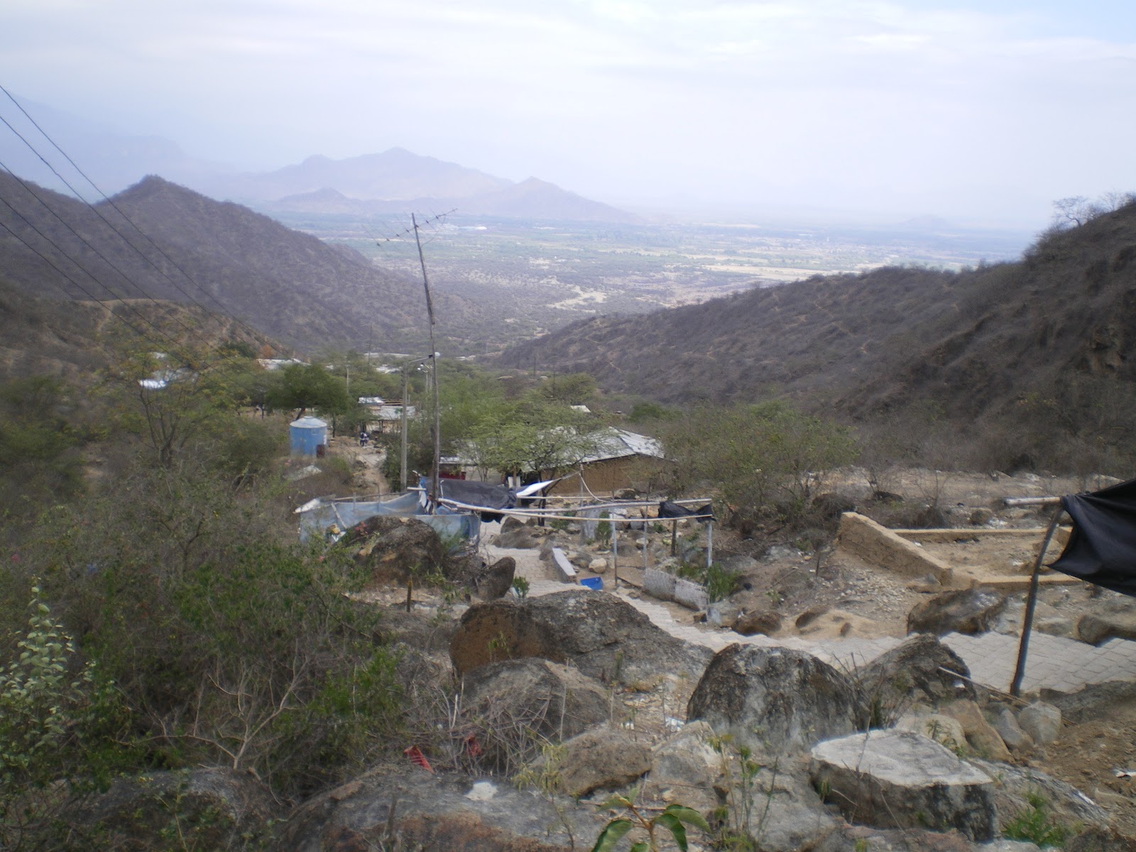 Natural Musings: Birding in Lambayeque: Cerro Chalpon, Great Inca-finch