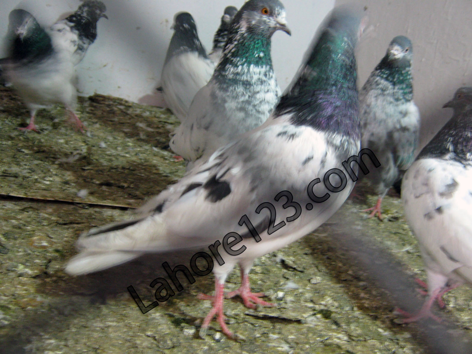 Lahore123: Kabootar pictures