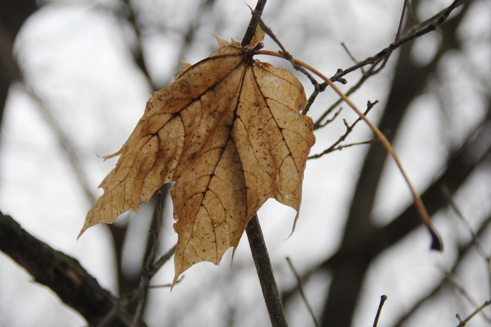 Isabella Conservation District Environmental Education Program: Mid-day ...