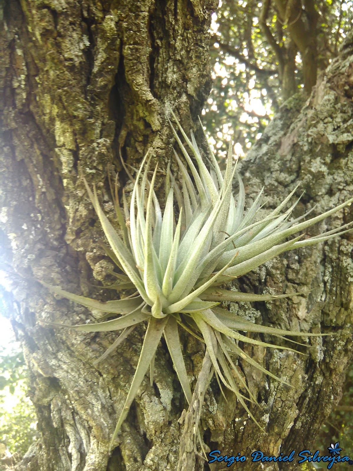 Flora Nativa de Entre Rios