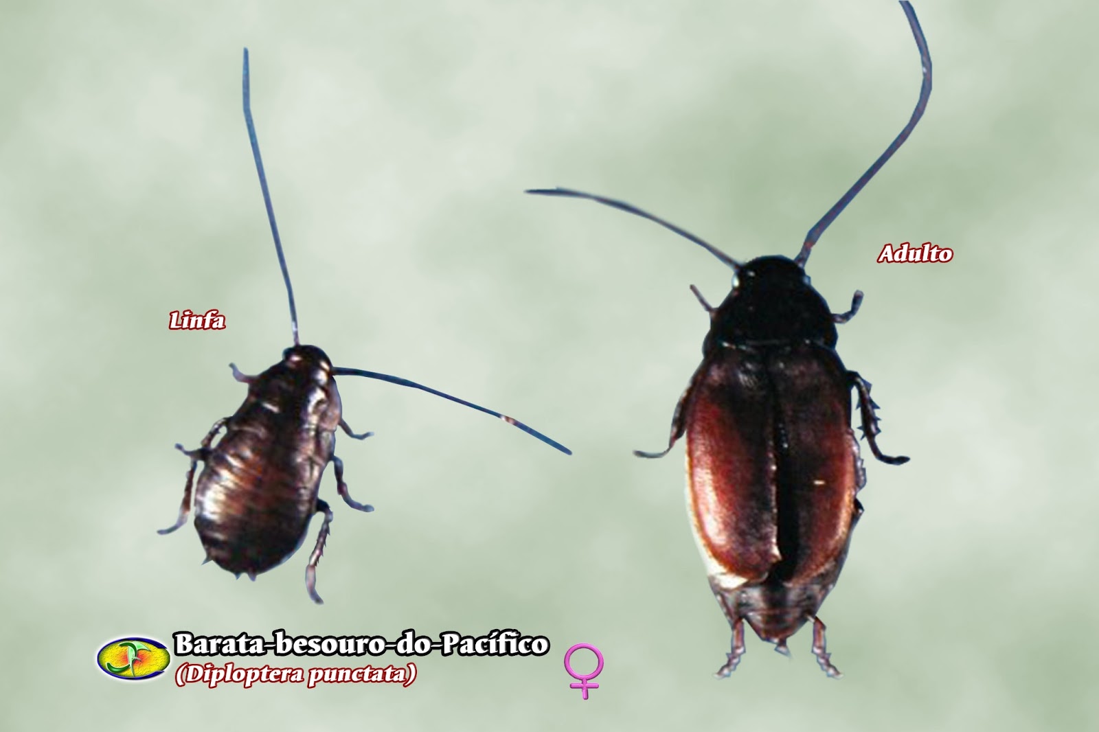 Fauna: Barata-besouro-do-Pacífico (Diploptera punctata)