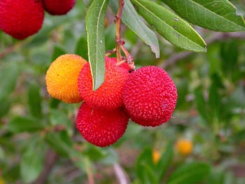 Fruit Warehouse: Madrono ( Arbutus )