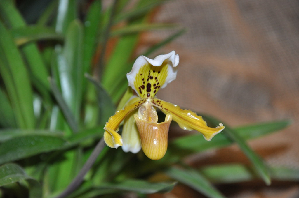 Paphiopedilum exul care and culture | Travaldo's blog