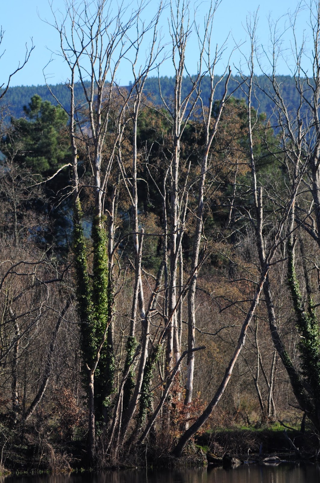 Verín Natural: Censo ibérico de Aguia peixeira invernante 2019