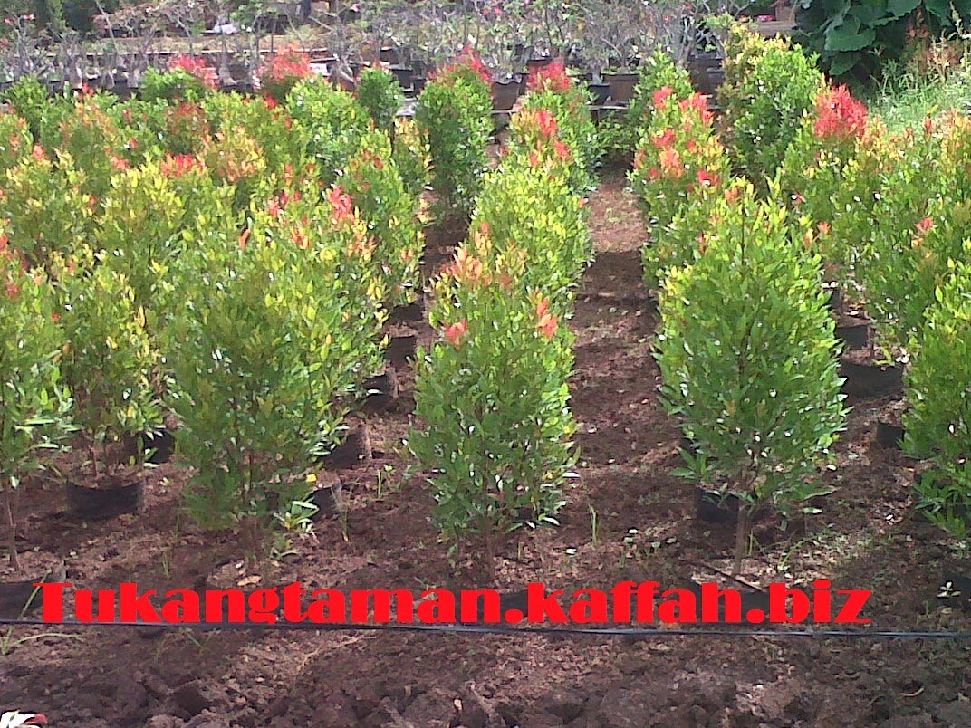 Pucuk merah | pohon pucuk merah | Berdaun merah | Tukang Taman