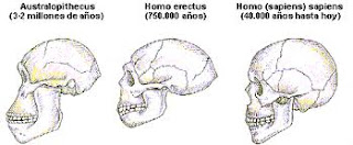 Evolución Del Hombre: Evolución Humana