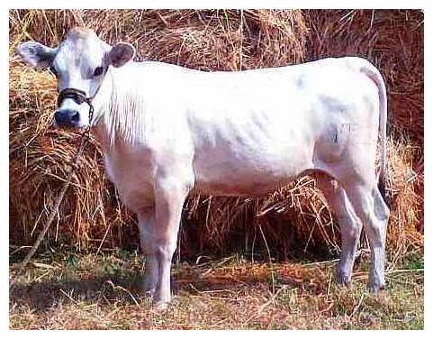 Generalidades de la Ganadería Bovina.: Carora